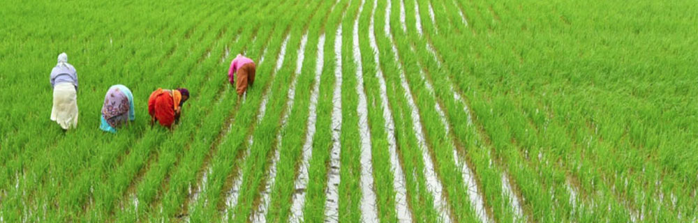 Agro Tourism in Odisha - Heritage Tours Orissa